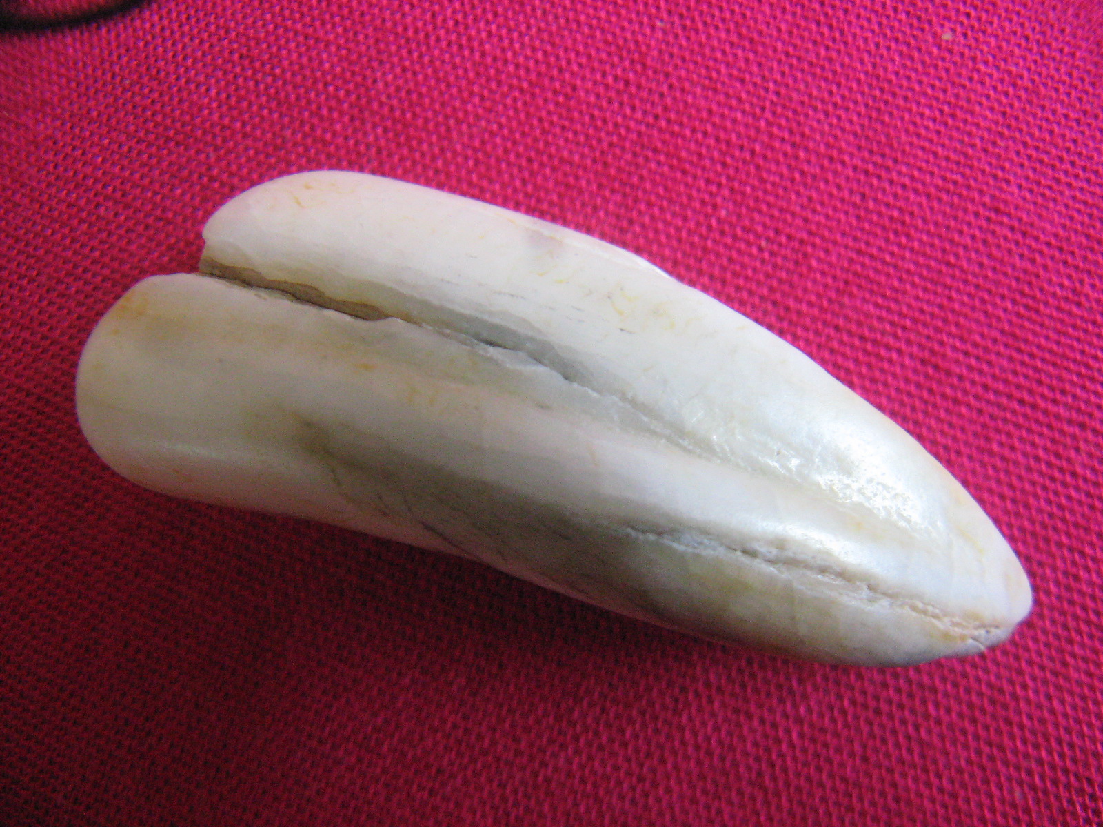 Claw or Tooth – Can You Help Identify? – Jewelry Making Journal